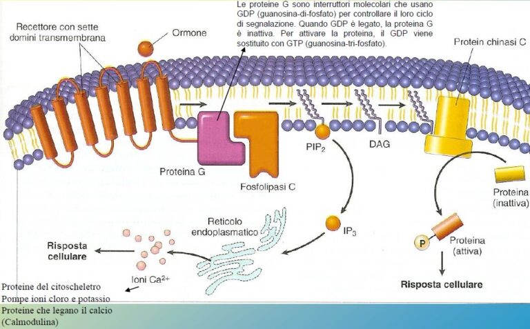Recettori associati a proteine G - Bald Mountain Science