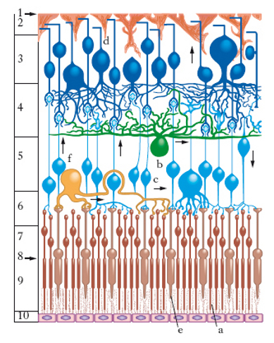 Strati della retina - Bald Mountain Science