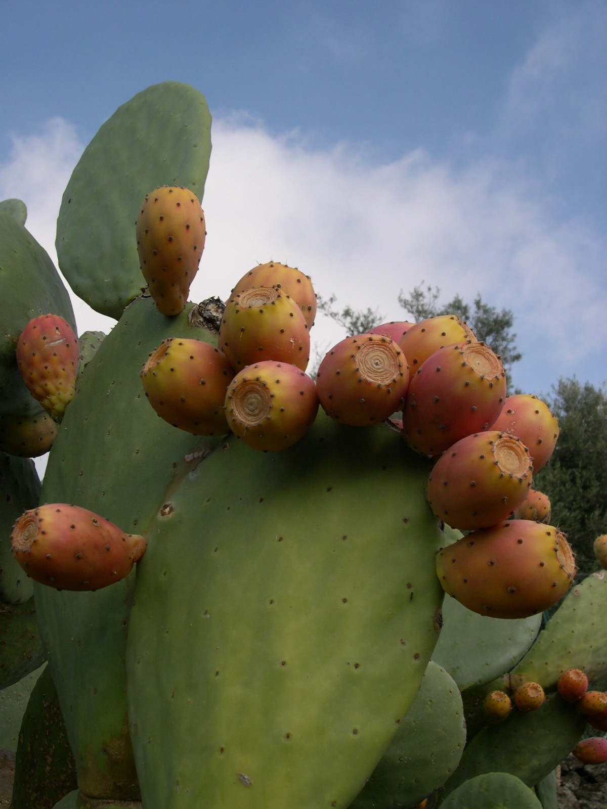 Opuntia_ficus-indica - Bald Mountain Science