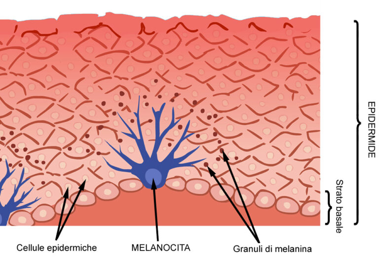 melanociti - Bald Mountain Science
