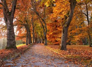 Perché le foglie cambiano colore durante l’autunno? – Bald Mountain Science