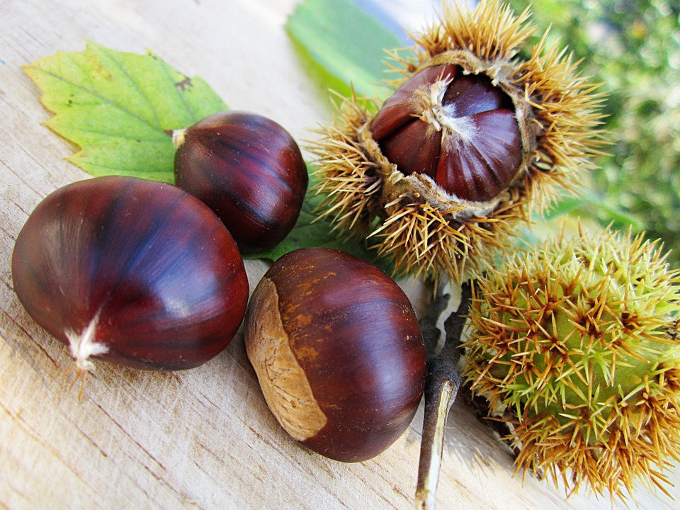 Castagne: proprietà e benefici – Bald Mountain Science