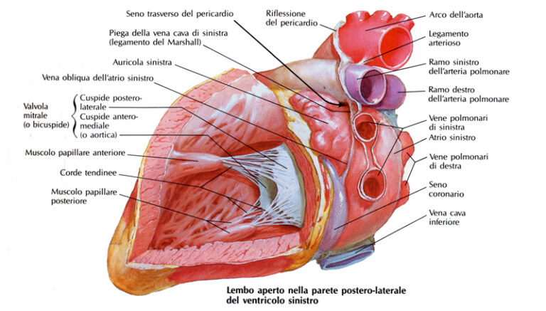 La struttura interna del cuore - Il ventricolo sinistro (sintesi)
