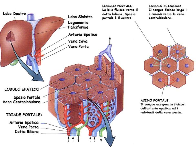 Lobulo portale e lobulo epatico - Bald Mountain Science