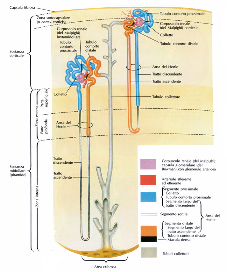 Anatomia macroscopica e microscopica del rene – Bald Mountain Science