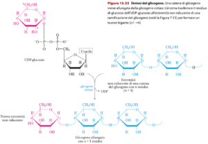 Metabolismo del glicogeno: glicogenolisi e glicogenosintesi – Bald ...