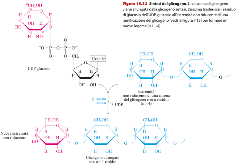 Metabolismo del glicogeno: glicogenolisi e glicogenosintesi – Bald ...