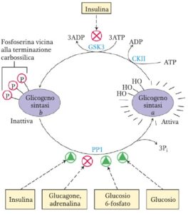 Metabolismo del glicogeno: glicogenolisi e glicogenosintesi – Bald ...