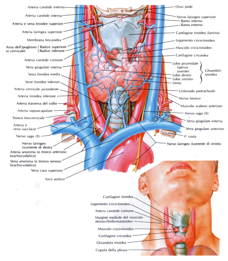 Anatomia macroscopica e microscopica della tiroide - Bald Mountain Science