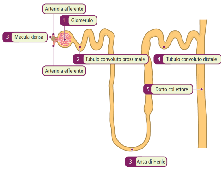 La struttura interna del rene - Bald Mountain Science