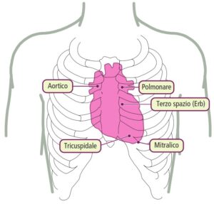Semeiotica cardiovascolare: toni e soffi cardiaci – Bald Mountain Science